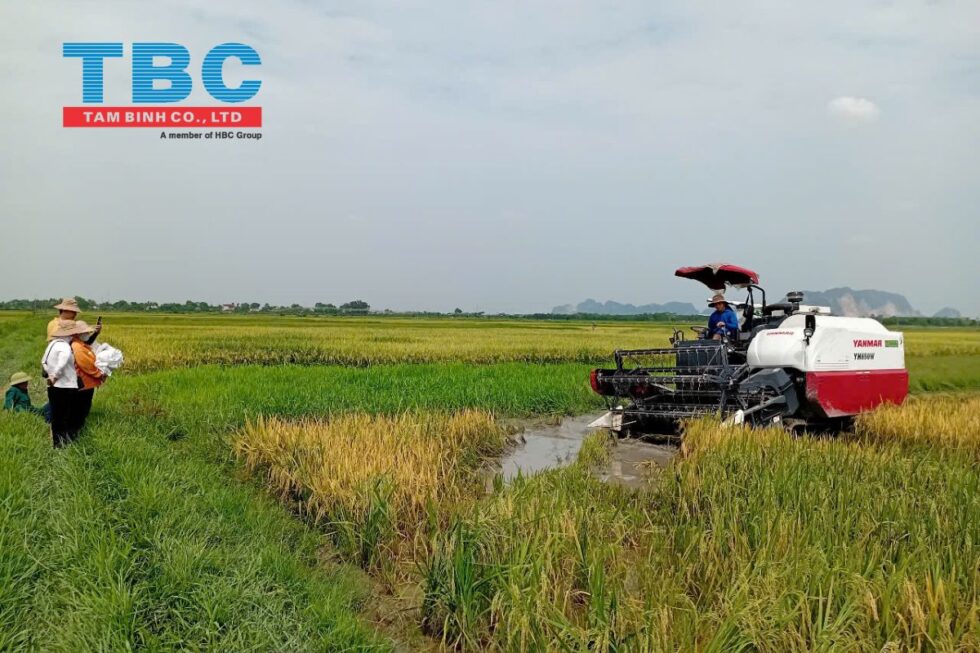 Thu hoạch vụ lúa chiêm xuân ở Đồng Bằng Sông Hồng 2025