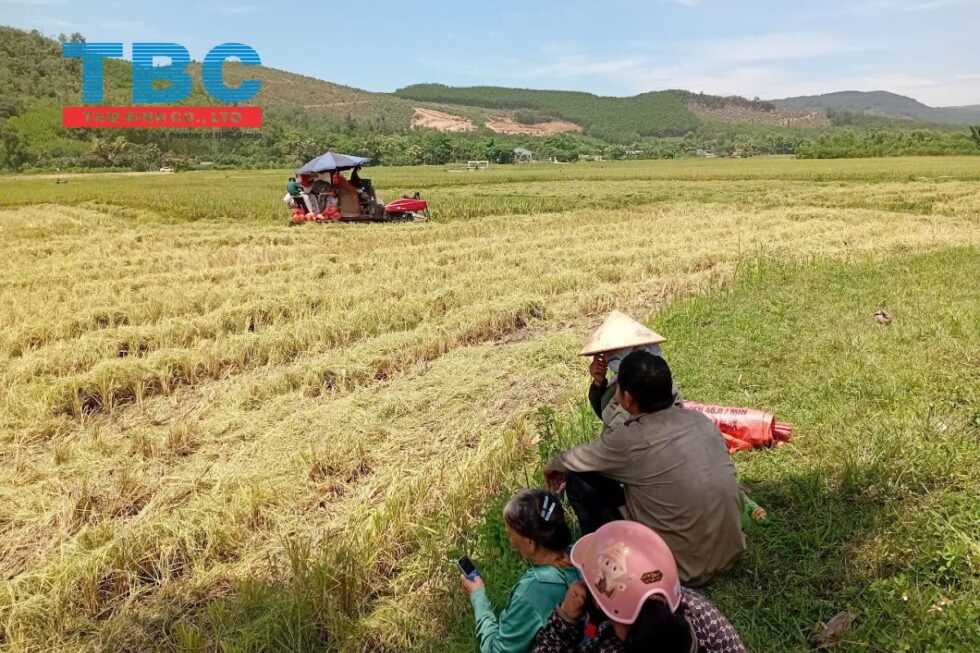 Thu hoạch vụ lúa chiêm xuân ở Đồng Bằng Sông Hồng 2025